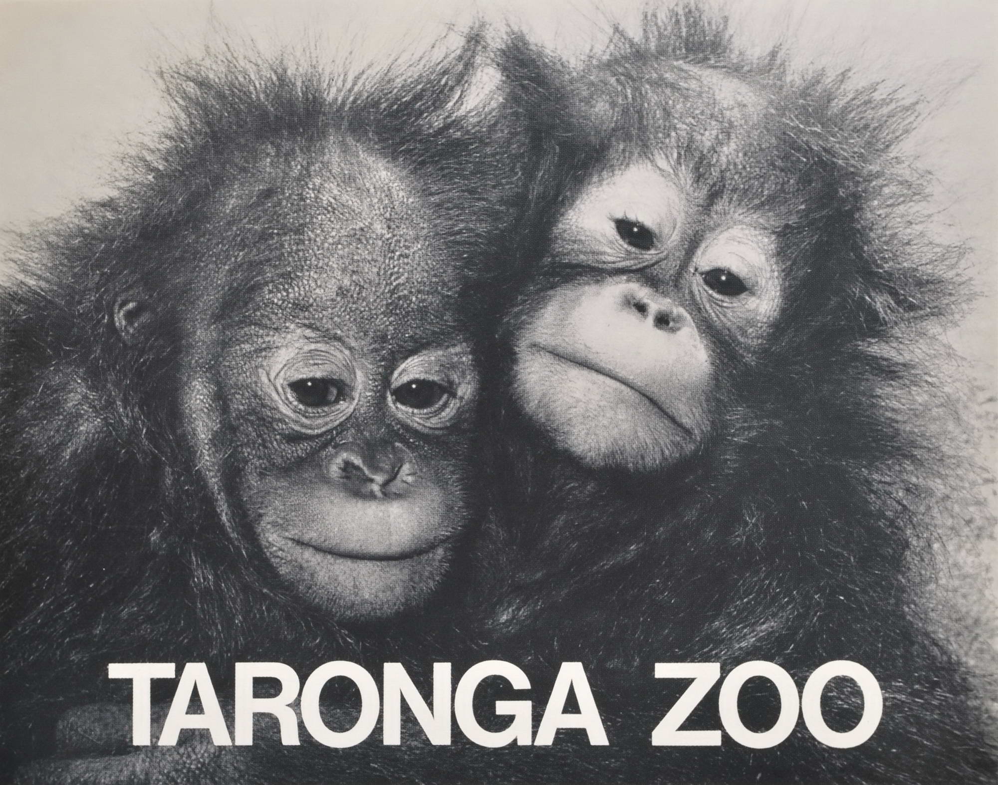 Taronga Zoo [Orangutans] – Posters + Prints