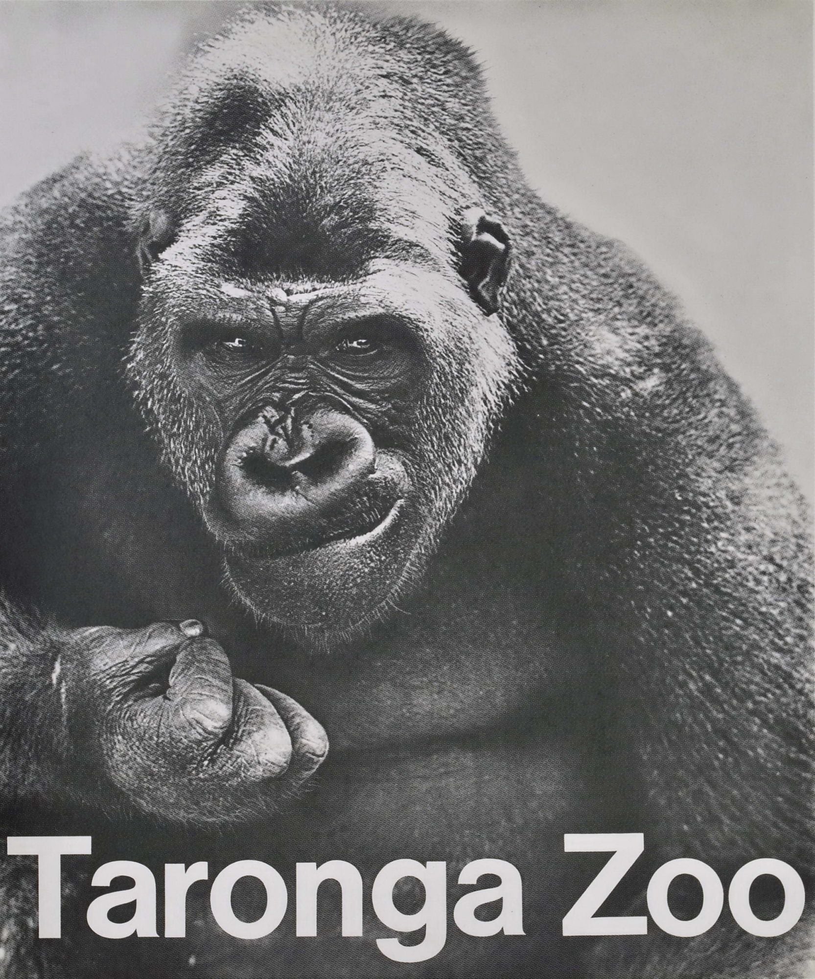Taronga Zoo [Gorilla] – Posters + Prints